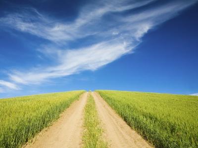 'Country Back Road Through Spring Wheat Fields' Photographic Print ...