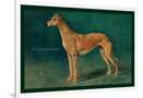 'Coursing Greyhound' Print | AllPosters.com