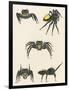 'Courtship of the Male Spider of the Corythalia Xanthopa Species ...
