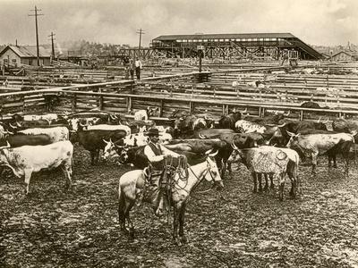 'Cowboy Herding Cattle in the Railroad Stockyards at Kansas City ...