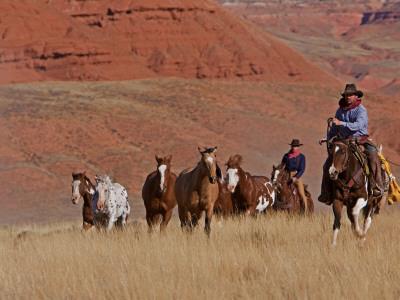 'Cowboys Herding Horses in the Big Horn Mountains, Shell, Wyoming, USA ...