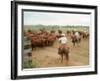 'Cowboys on the King Ranch Move Santa Gertrudis Cattle from the Roundup ...