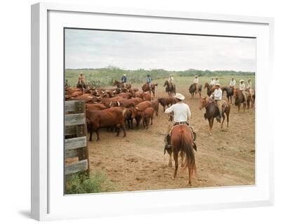 'Cowboys on the King Ranch Move Santa Gertrudis Cattle from the Roundup ...