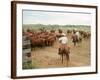 'Cowboys on the King Ranch Move Santa Gertrudis Cattle from the Roundup ...