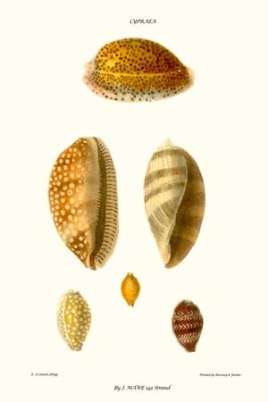 'Cowrie Shells' Prints - John Mawe | AllPosters.com