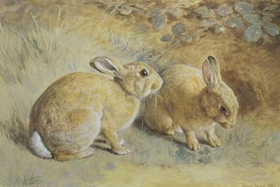 'Coy Look' Giclee Print - Frank Paton | AllPosters.com