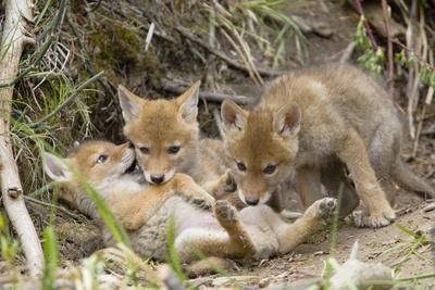 Coyote Pups Playing