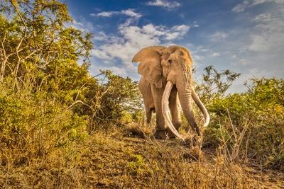 'Craig the Elephant, largest Amboseli elephant, Amboseli National Park ...