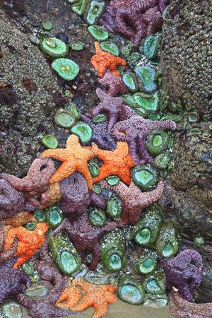 'Starfish and Rock Formations Along Indian Beach, Oregon Coast ...