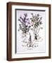 'Creeping Bugle, Spring Vetch and Red Campion, from 'Hortus ...
