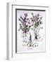 'Creeping Bugle, Spring Vetch and Red Campion, from 'Hortus ...