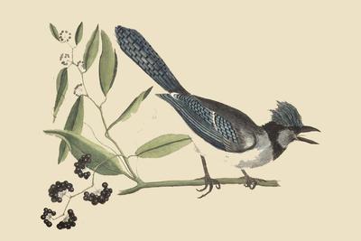 'Crested Blue Jay' Print - Mark Catesby | AllPosters.com