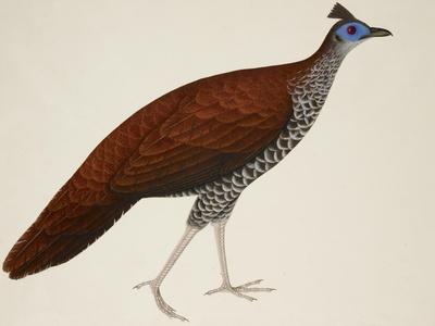 'Crested Fireback Pheasant' Giclee Print - J. Briois | AllPosters.com