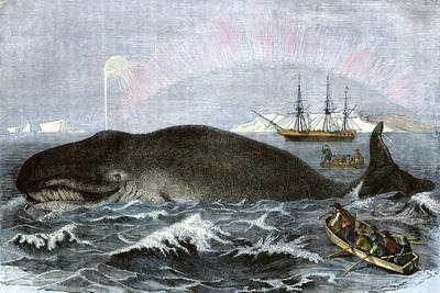 'Crew of a Boat Hunting Whale with Harpoons in the Arctic, 19Th Century ...