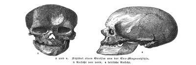 'Cro-Magnon Man Skulls' Posters | AllPosters.com