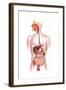 'Cross Section of Human Digestive System' Posters | AllPosters.com