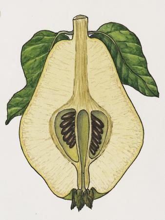 'Cross-Section of Quince Fruit (Cydonia Vulgaris), Rosaceae' Giclee ...