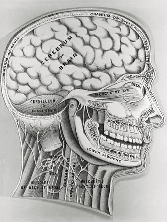 'Cross Section Picture of the Human Brain' Giclee Print | AllPosters.com