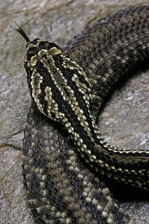 'Crotalus Durissus Terrificus (Cascabel or South American Rattlesnake ...