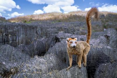 'Crowned lemur climbing over limestone, Madagascar' Photographic Print ...