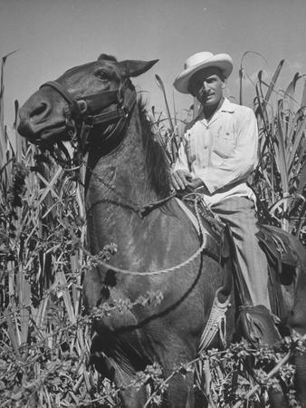 Cuban Plantation Foreman Luis Monterde, Inspecting Sugar Cane ...