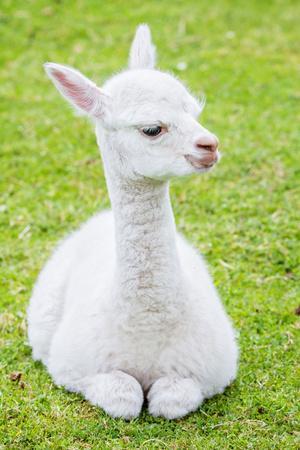 'Cute Baby Alpaca' Photographic Print - sinagrafie | AllPosters.com