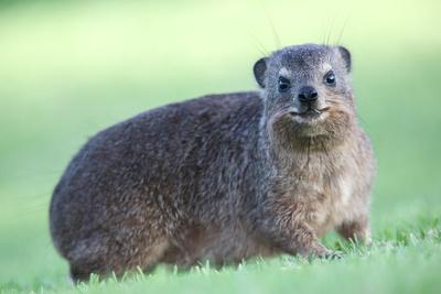 'Cute Rock Hyrax Animal' Photographic Print - Four Oaks | AllPosters.com