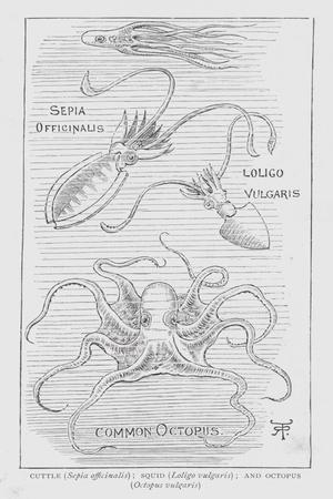'Cuttle, Sepia Offcinalis; Squid, Loligo Vulgaris; and Octopus, Octopus ...