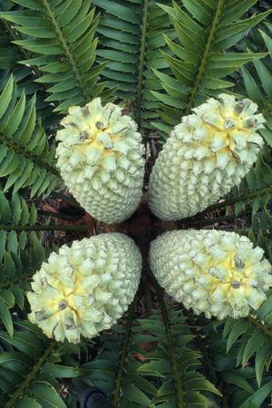 'Cycad' Photographic Print | AllPosters.com