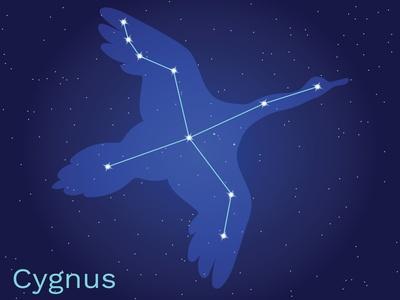 'Cygnus (Swan) Constellation Vector Sign with Animal Silhouette ...
