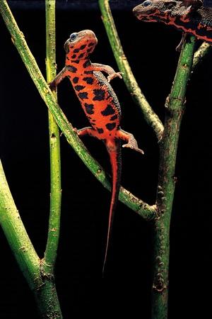 'Cynops Pyrrhogaster (Japanese Fire-Bellied Newt)' Photographic Print ...