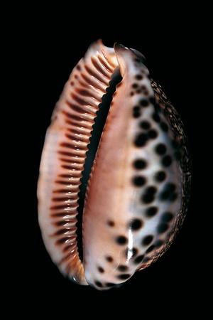 'Cypraea Arabica' Photographic Print - Paul Starosta | AllPosters.com