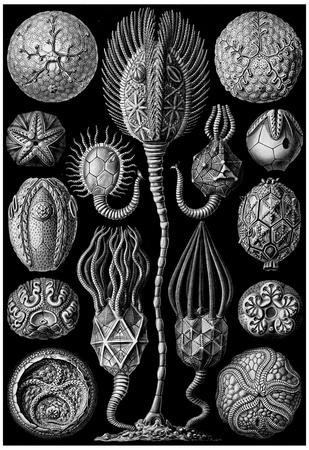 'Cystoidea Nature Art Print Poster by Ernst Haeckel' Posters ...