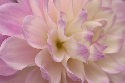 'Dahlia “” Caroline Moon”' Giclee Print | AllPosters.com