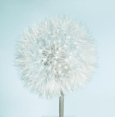 'Dandelion II' Prints - Kevin Twomey | AllPosters.com
