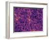 'Dark Matter Distribution' Photographic Print - Volker Springel ...