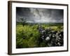 'Dark Storm Clouds Above Stone Wall Near Combestone Tor, Devon ...