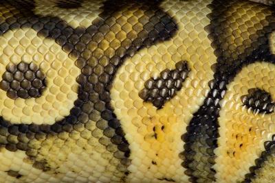 'Ball pythons.' Photographic Print - Darrell Gulin | AllPosters.com