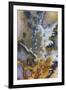 Graveyard Plume Agate, Oregon Photographic Print - Darrell Gulin ...