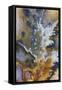 Graveyard Plume Agate, Oregon Photographic Print - Darrell Gulin ...