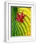 Japanese Maple Leaf on a Hosta Leaf Photographic Print - Darrell Gulin ...