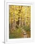 Jessup Trail and Birch in Fall Color, Acadia National Park, Maine, USA ...