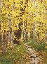 Jessup Trail and Birch in Fall Color, Acadia National Park, Maine, USA ...