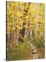 Jessup Trail and Birch in Fall Color, Acadia National Park, Maine, USA ...