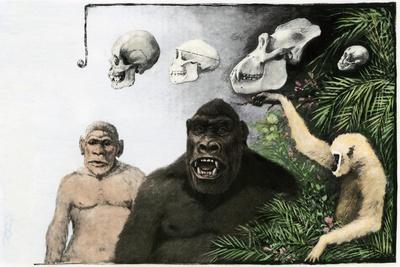 'Darwinism, Theory of Evolution: Comparison between the Skins of a Man ...