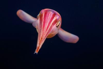 'Purpleback flying squid in open ocean at night, a mile off Yap ...