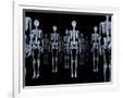 'Skeletons, X-ray Artwork' Photographic Print - David Mack | AllPosters.com