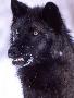 'Black Timber Wolf Snarling, Utah, USA' Photographic Print - David ...