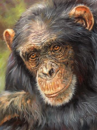 'Chimp The Thinker' Posters - David Stribbling | AllPosters.com