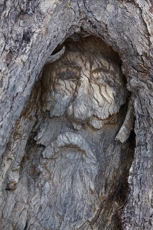 'Historic carving of Burke near The Dig Tree, Burke and Wills ...